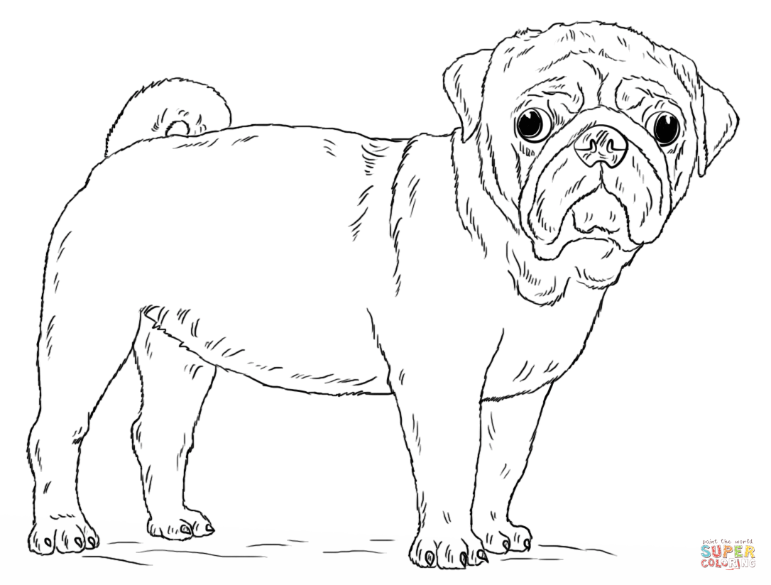 Free Coloring Pages Pug Download Free Coloring Pages Pug Png Images Free Coloring Pages Pug Download Free Coloring Pages Pug Png Images