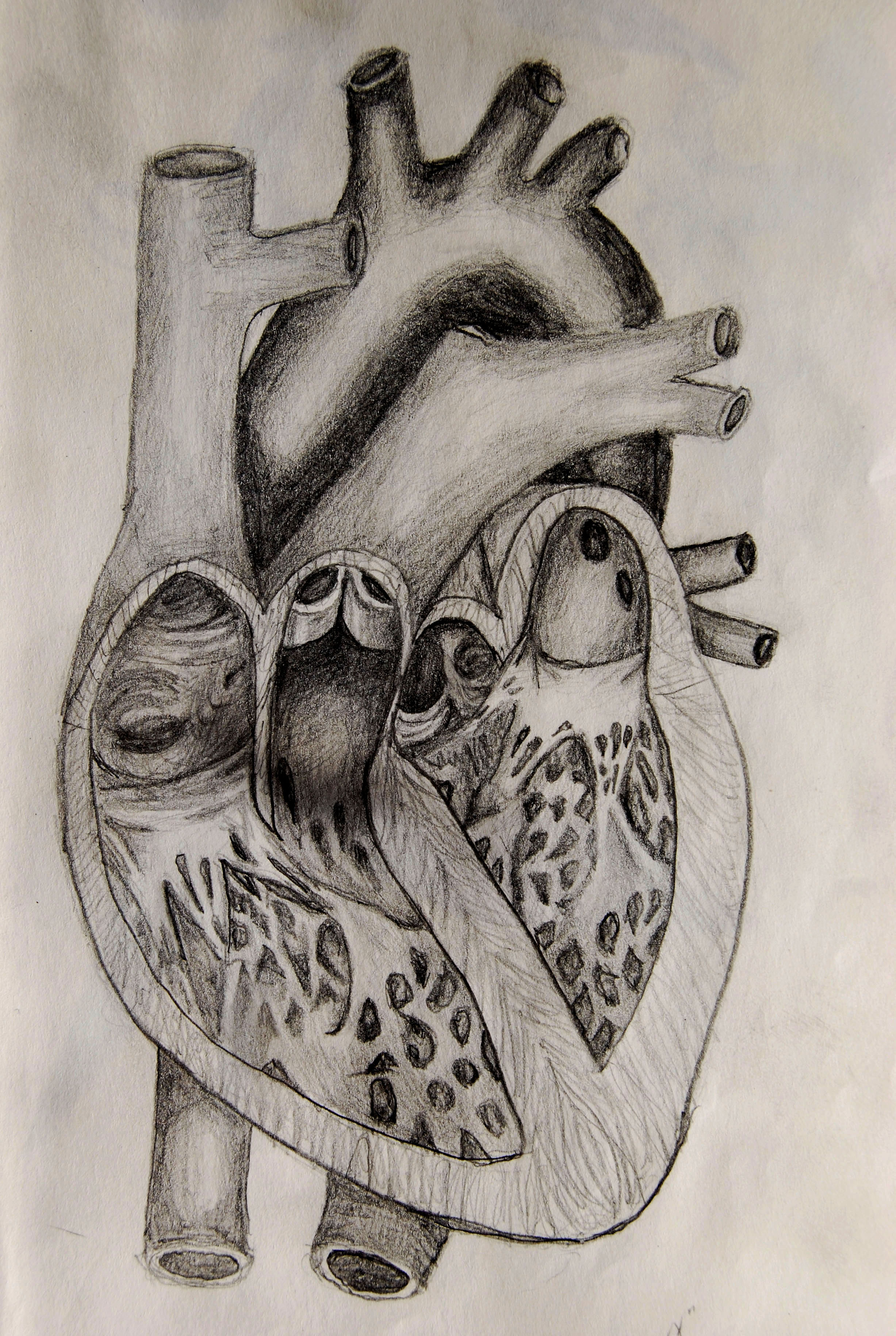 Free Real Heart Sketch Download Free Real Heart Sketch Png Images Free Real Heart Sketch Download Free Real Heart Sketch Png Images