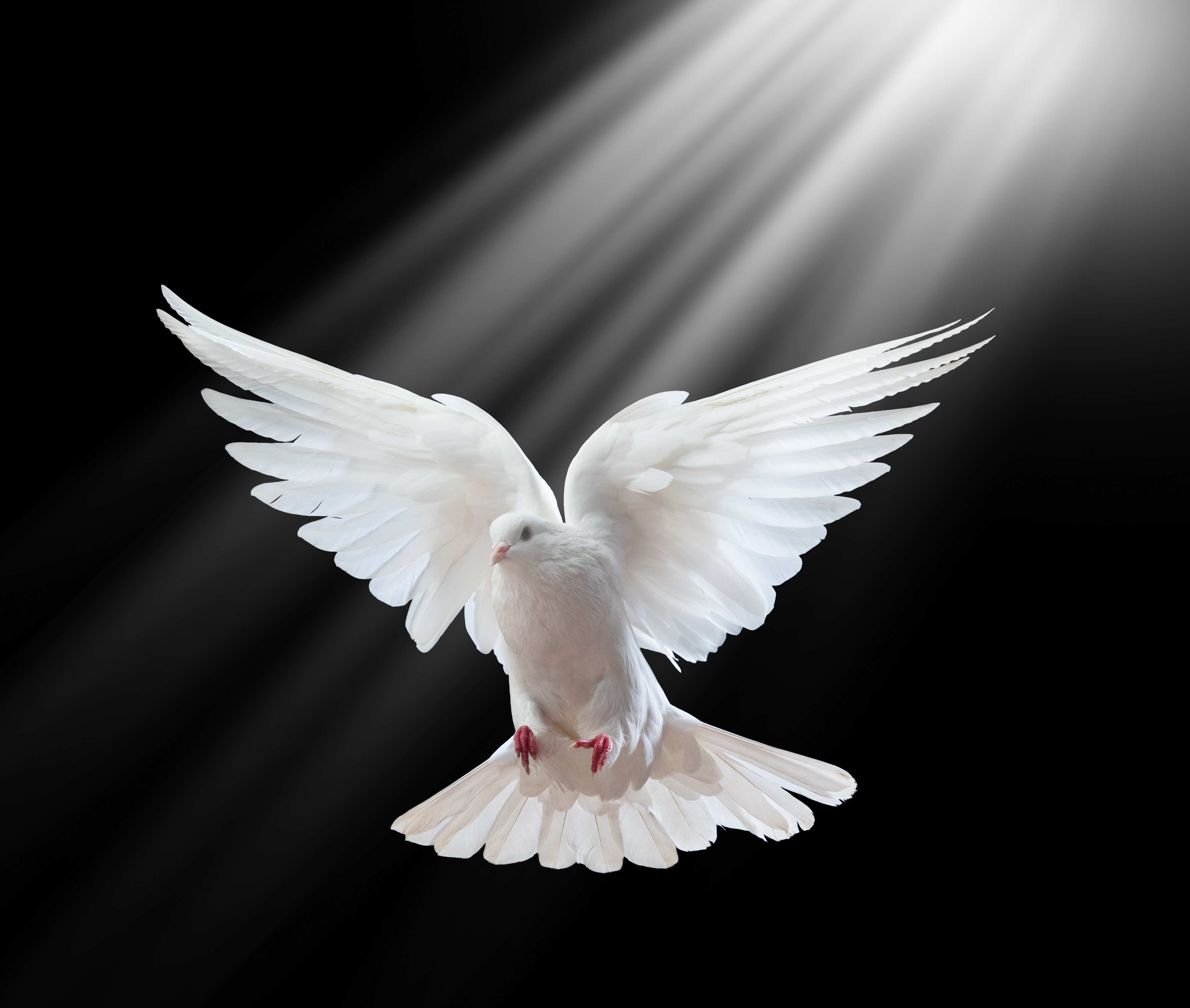 Free Holy Spirit Dove Png Download Free Holy Spirit Dove Png Png Free Holy Spirit Dove Png Download Free Holy Spirit Dove Png Png