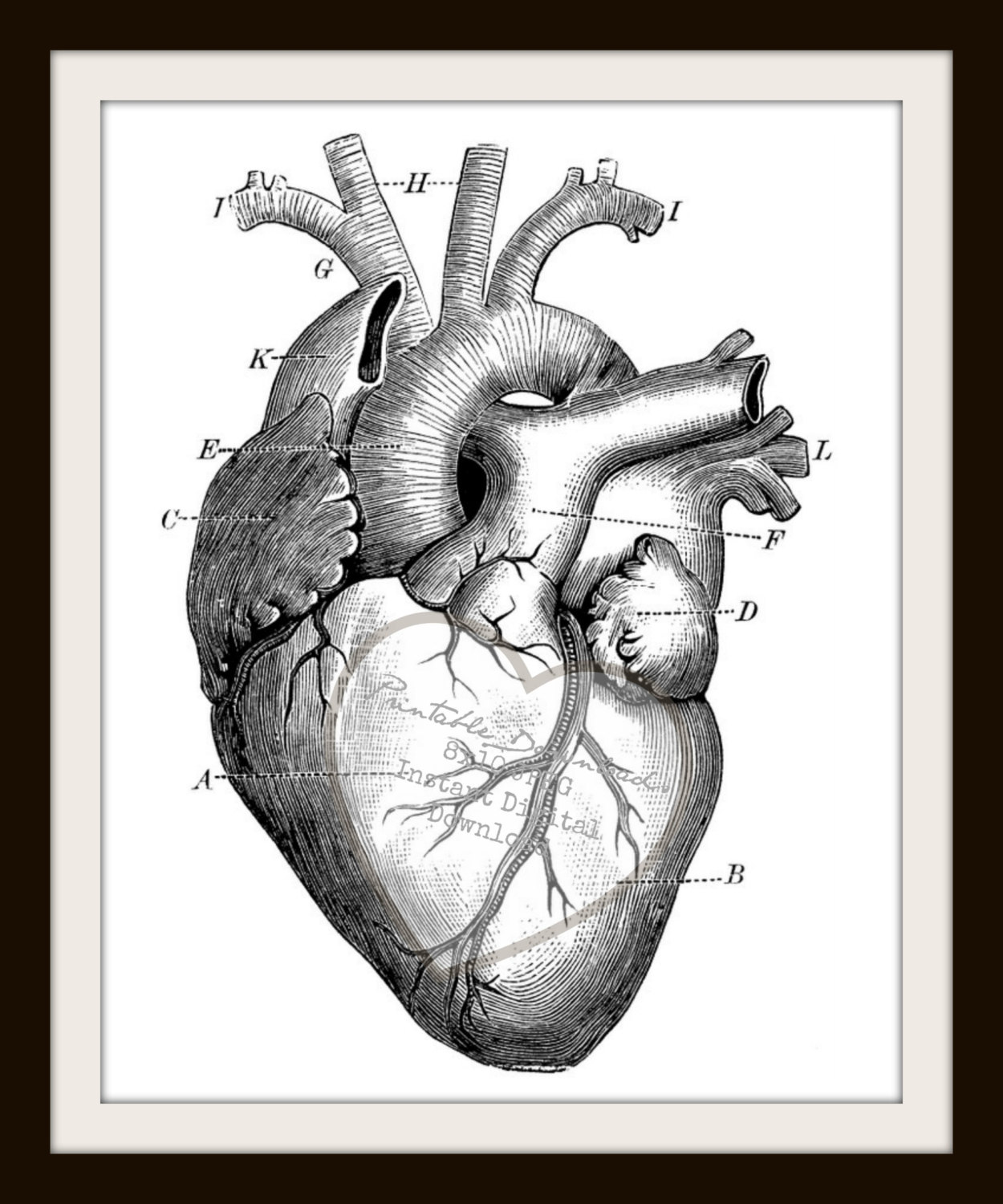 Internal Structure Easy Simple Human Heart Drawing Heart Diagram Internal Structure Easy Simple Human Heart Drawing Heart Diagram