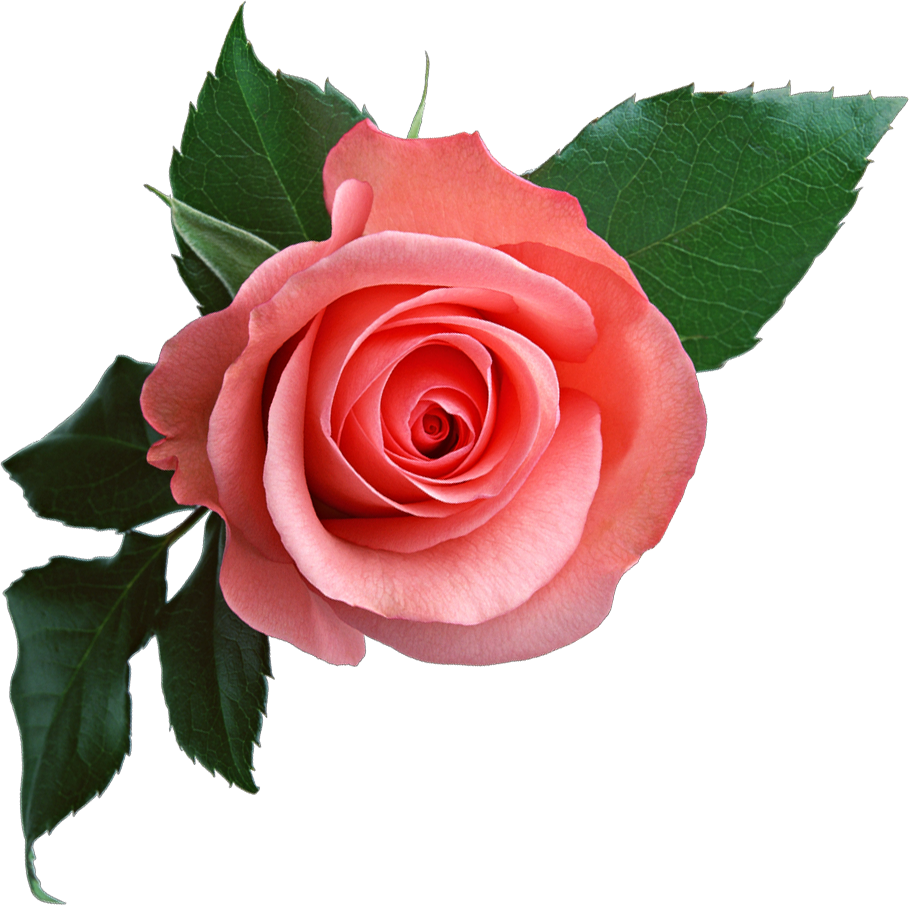 The Most Beautiful Flowers Clip art - Pink rose png image, free picture ... The Most Beautiful Flowers Clip art - Pink rose png image, free picture ...