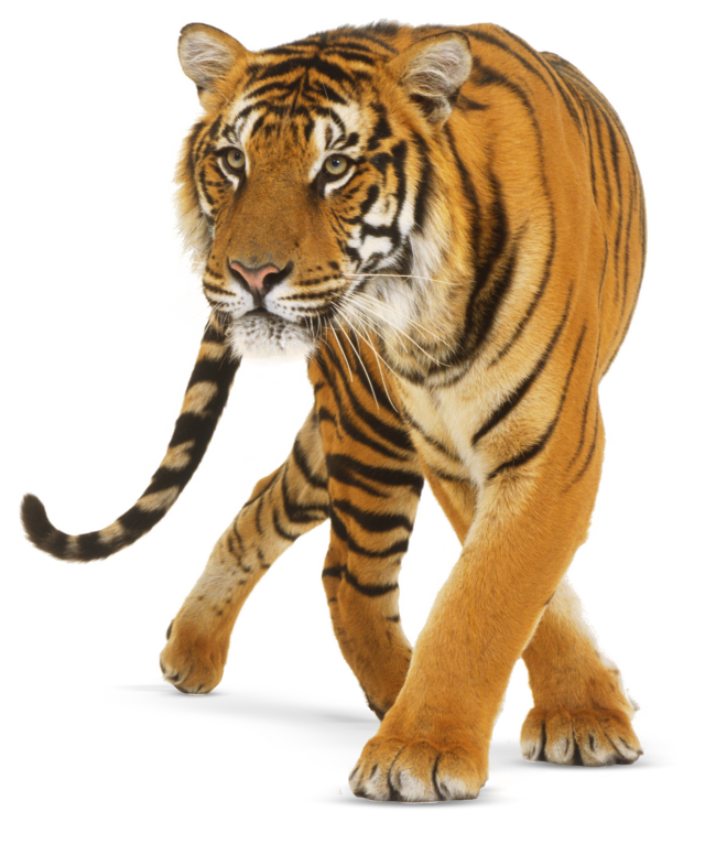 Tiger Cat - Tiger PNG png download - 640*766 - Free Transparent Jaguar ... Tiger Cat - Tiger PNG png download - 640*766 - Free Transparent Jaguar ...