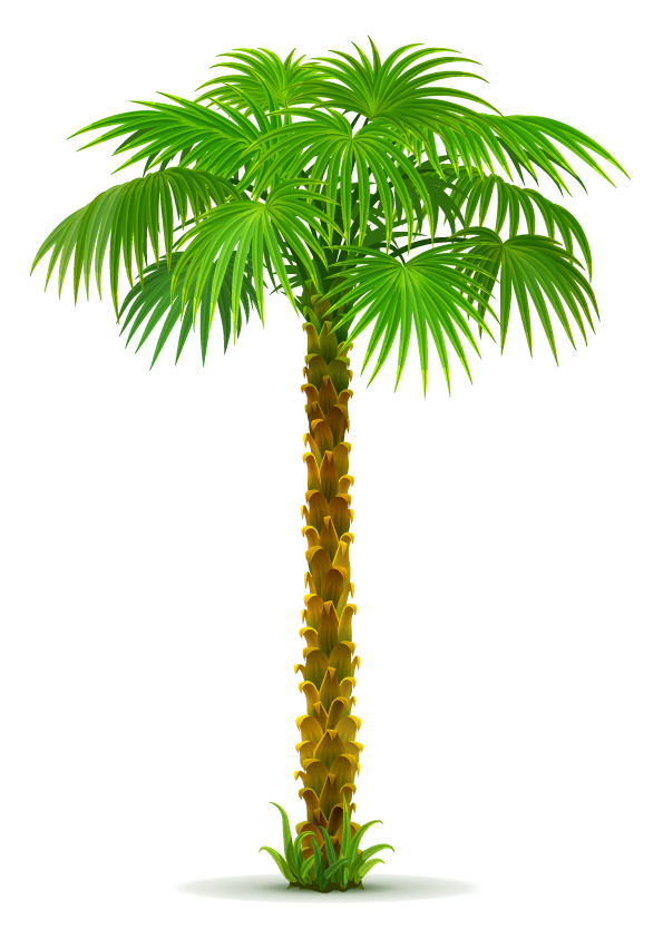 Palm Tree Png Clipart 32 Image Png Image Palm Tree Clip Art Images