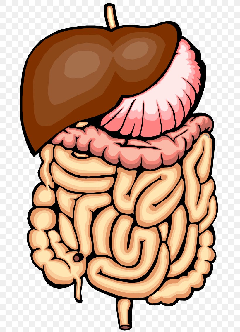 Free Gastrointestinal Cliparts, Download Free Gastrointestinal Cliparts ... Free Gastrointestinal Cliparts, Download Free Gastrointestinal Cliparts ...