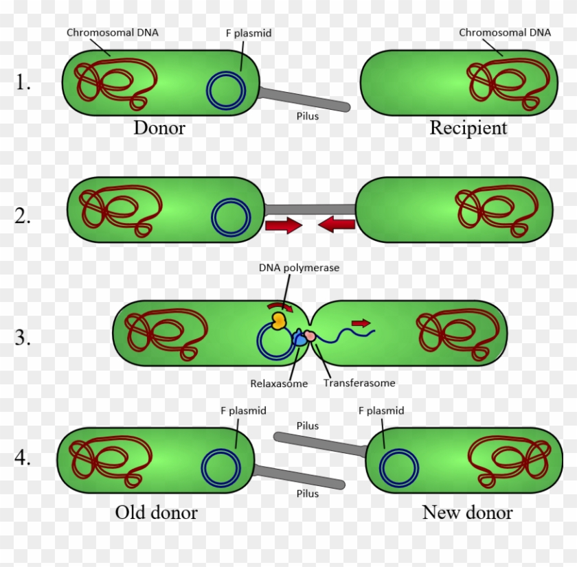 Plasmids Clip Art Library