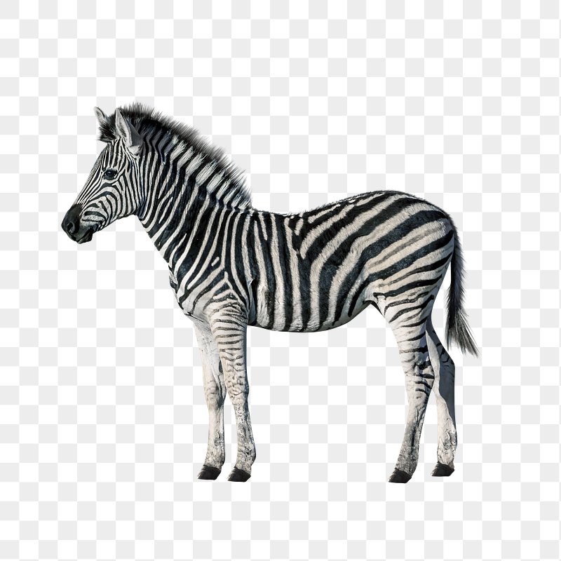 Black And White Zebra Stripes Clip Art Library Clip Art Library Black And White Zebra Stripes Clip Art Library Clip Art Library