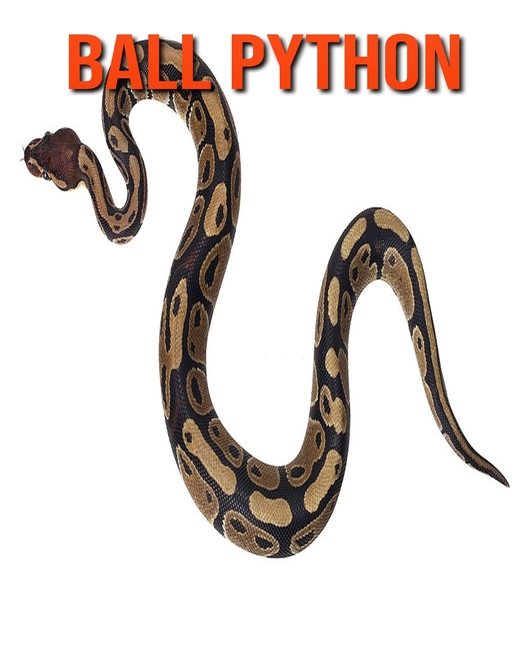 burmese pythons #3697538