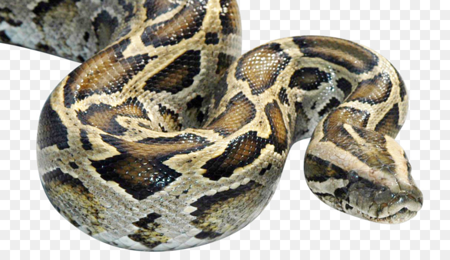 burmese pythons - Clip Art Library