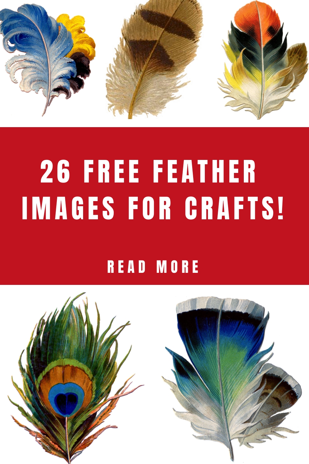 26 Beautiful Feather Clipart! - The Graphics Fairy #5673453 26 Beautiful Feather Clipart! - The Graphics Fairy #5673453
