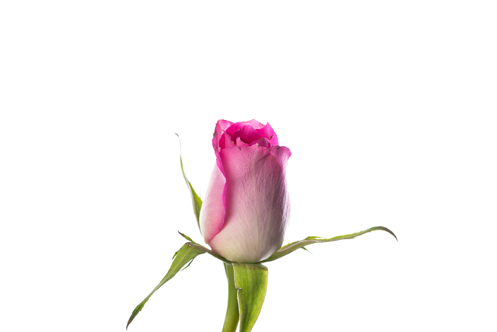 ROSEBUD Definition und Bedeutung | Collins Englisch Wörterbuch #5630696