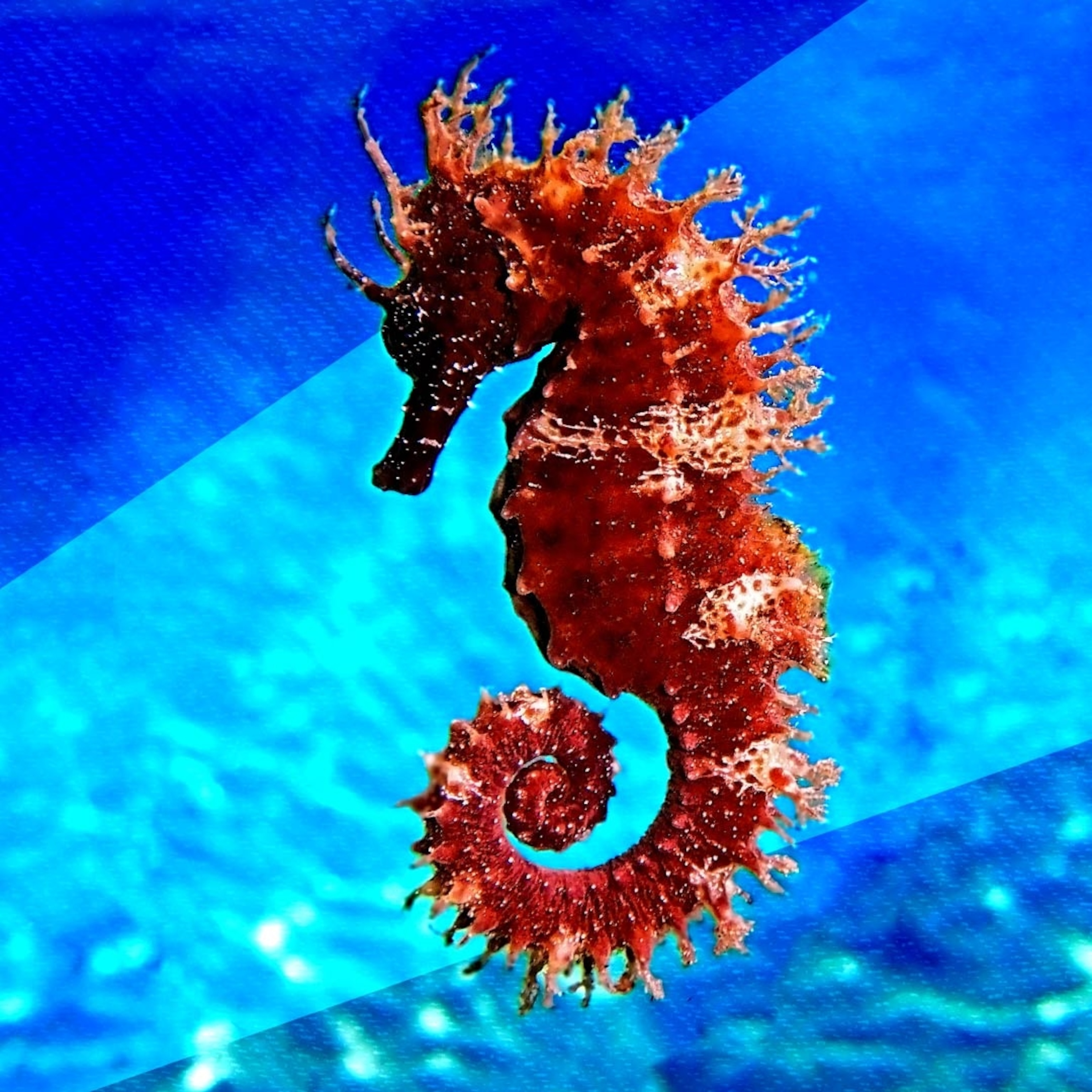 Seahorse #5623860