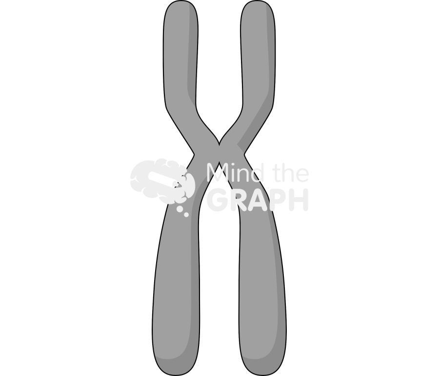 Diagram Of Cell And Chromosome Structure Illustration Stock Vector