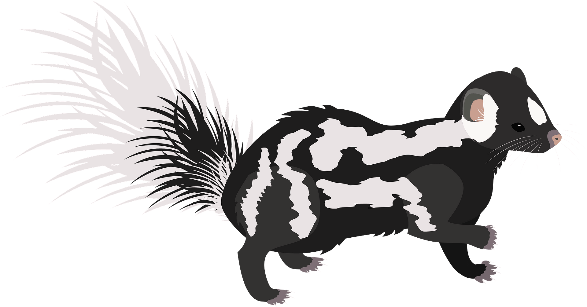 Cute Kawaii Skunk Clipart Graphic By Hamees Store · Creative Fabrica