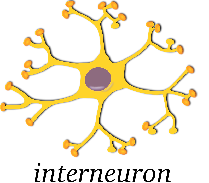 Nervous System Anatomy Clipart Nerves Neurons And Reflex Clip Art