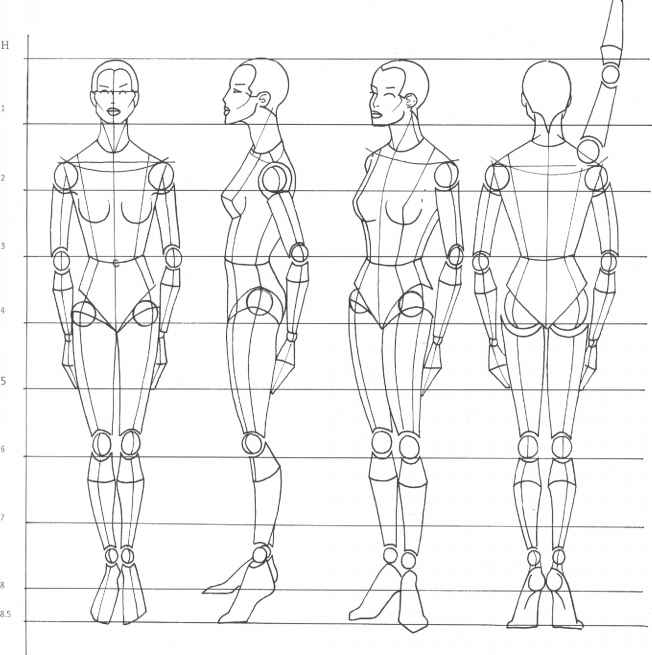 Human Body Proportions Drawing Female Clip Art Library Human Body Proportions Drawing Female Clip Art Library