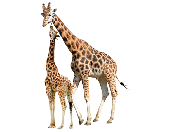 Reticulated giraffe Stock photography Baby Giraffes Northern giraffe ...